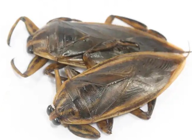 Giant Water Bug Delicacy
